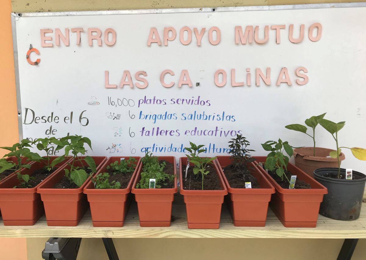 Growing Peppers—and Resiliency—in Puerto Rico